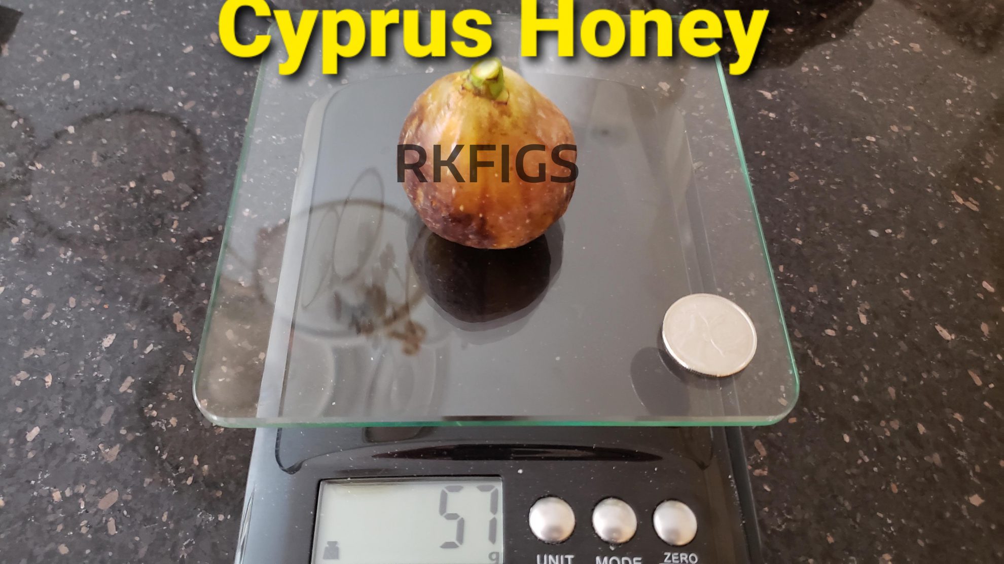 Cyprus Honey Fig Cuttings (6 Nodes 1-2 cuttings) – RKFigs