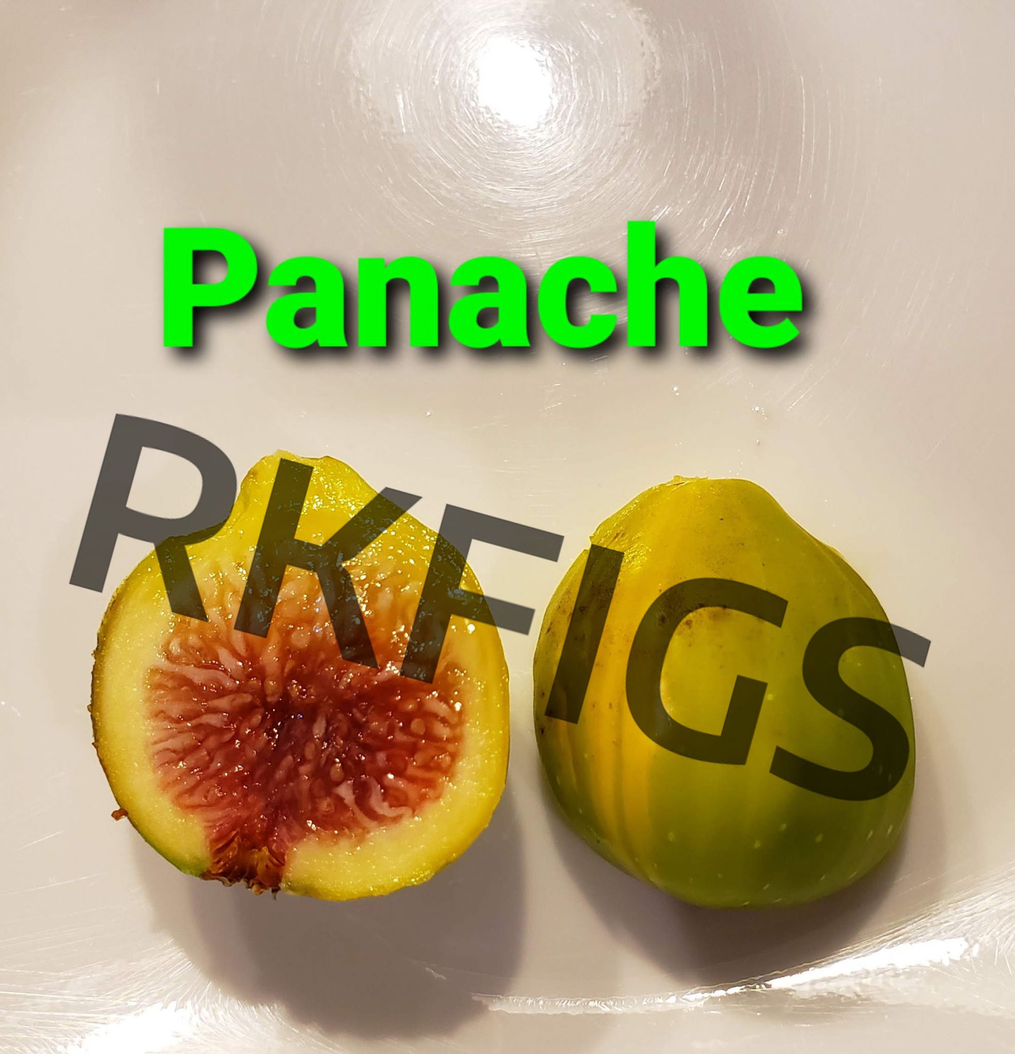 Panache (Tiger Stripe) Fig Cuttings (3 Nodes 1 cutting) – RKFigs