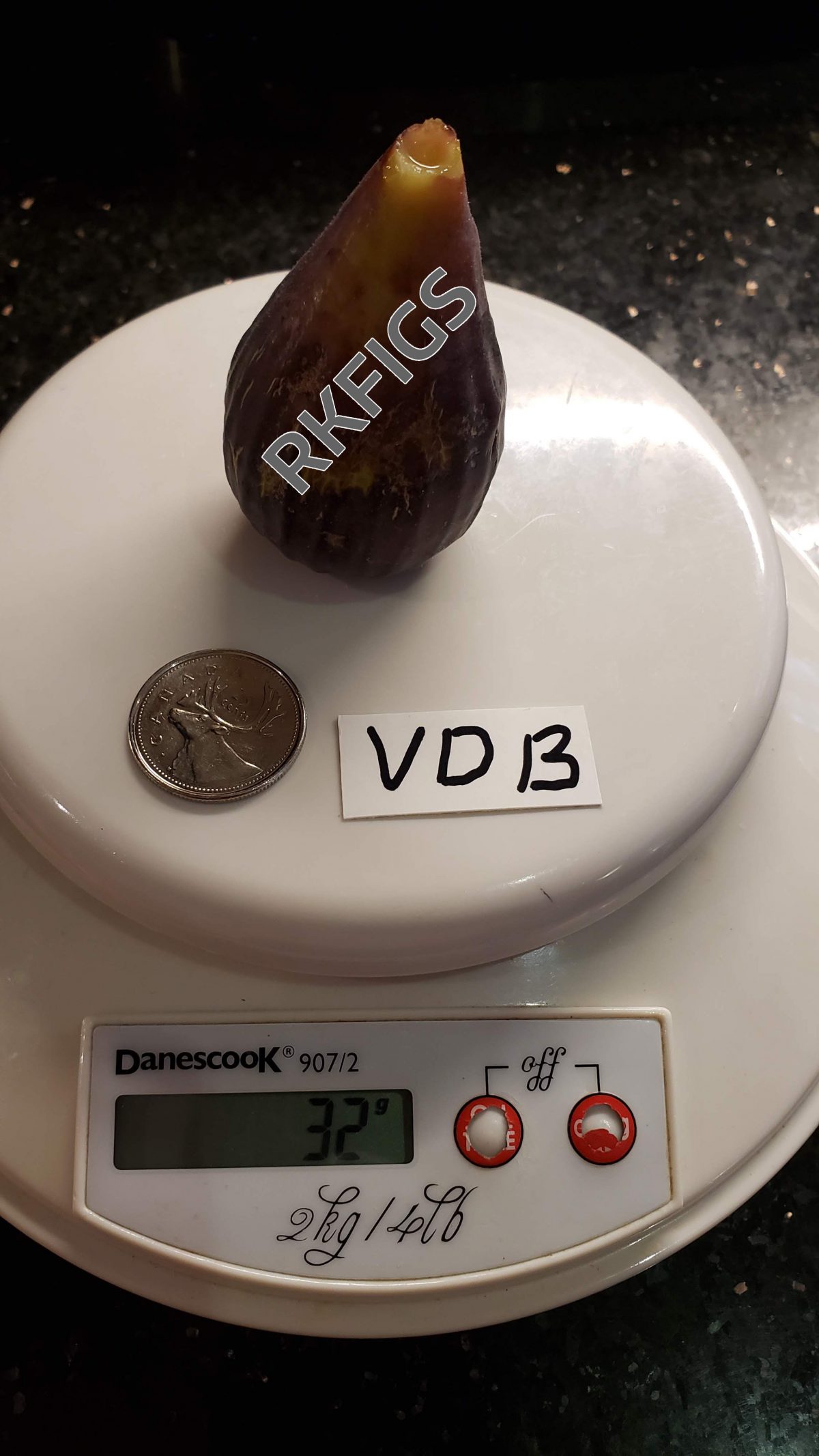 Beers Black Fig Tree (Newly rooted) – RKFigs
