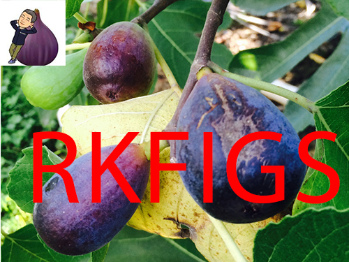 LSU Purple Fig Tree (newly rooted) – RKFigs
