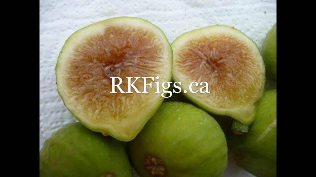 Peters Honey Fig tree (Newly Rooted) – RKFigs