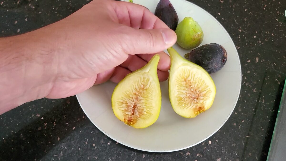 Yellow Long Neck Fig tree (1 gallon) – RKFigs