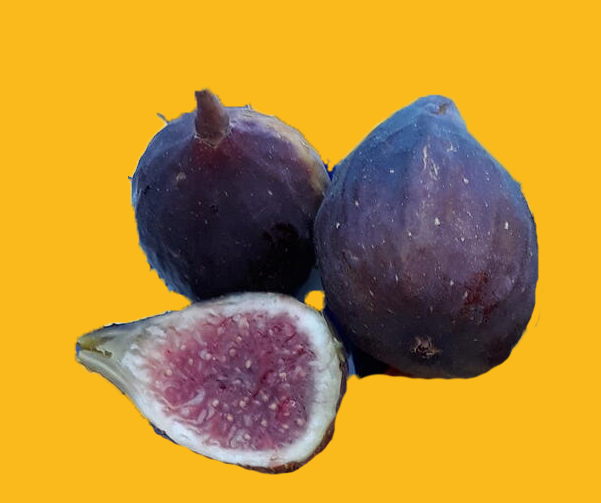 Colasanti Dark Tree (Newly Rooted) – RKFigs